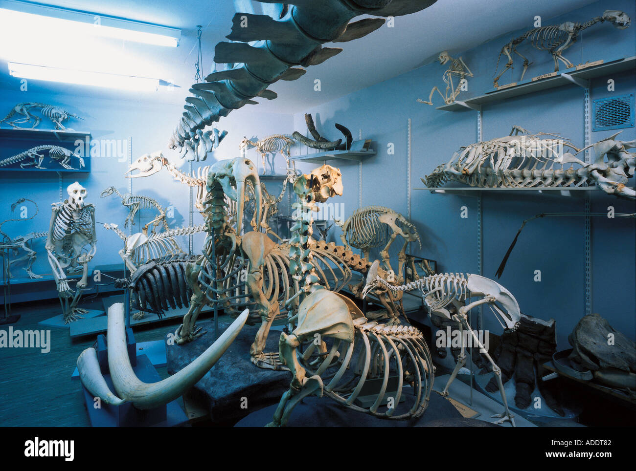 Interior view of a room full of different skeletons Stock Photo - Alamy