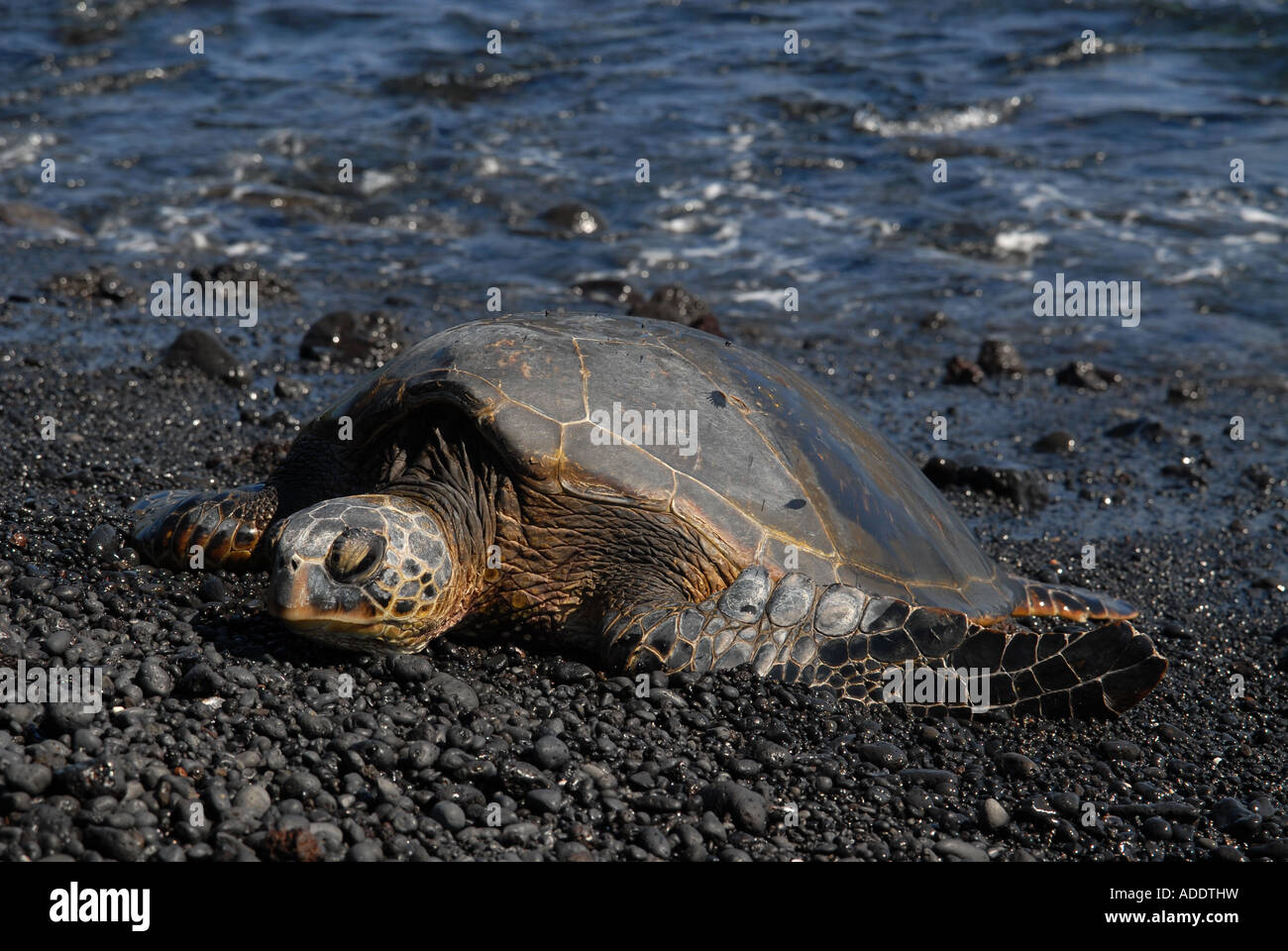 Turtle warming up on the black beach of Punalu'u Beach Park, Big Island ...