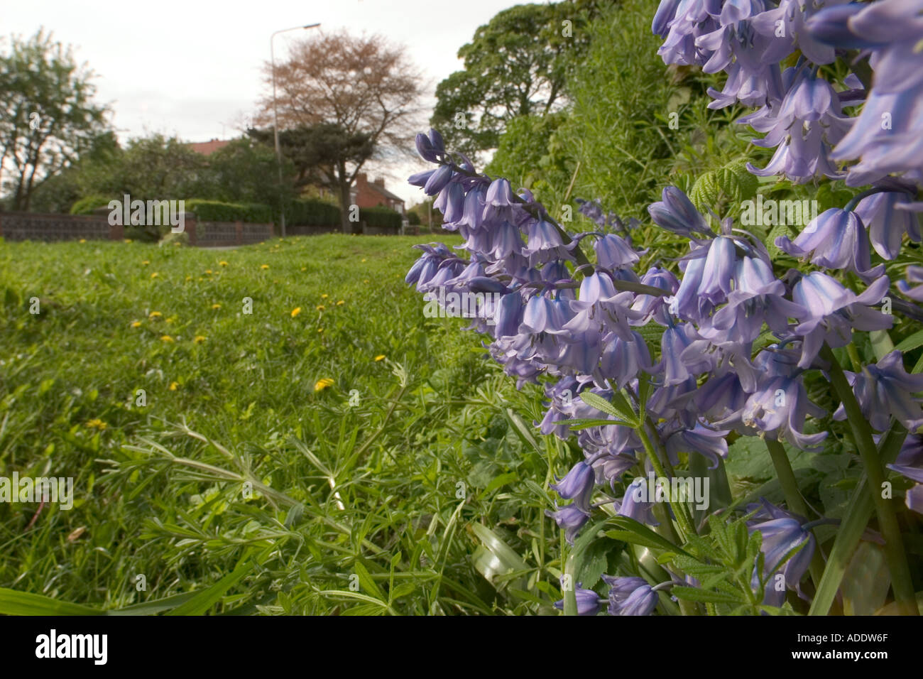 Roadside hedgerow planted with Spanish bluebells Stock Photo - Alamy