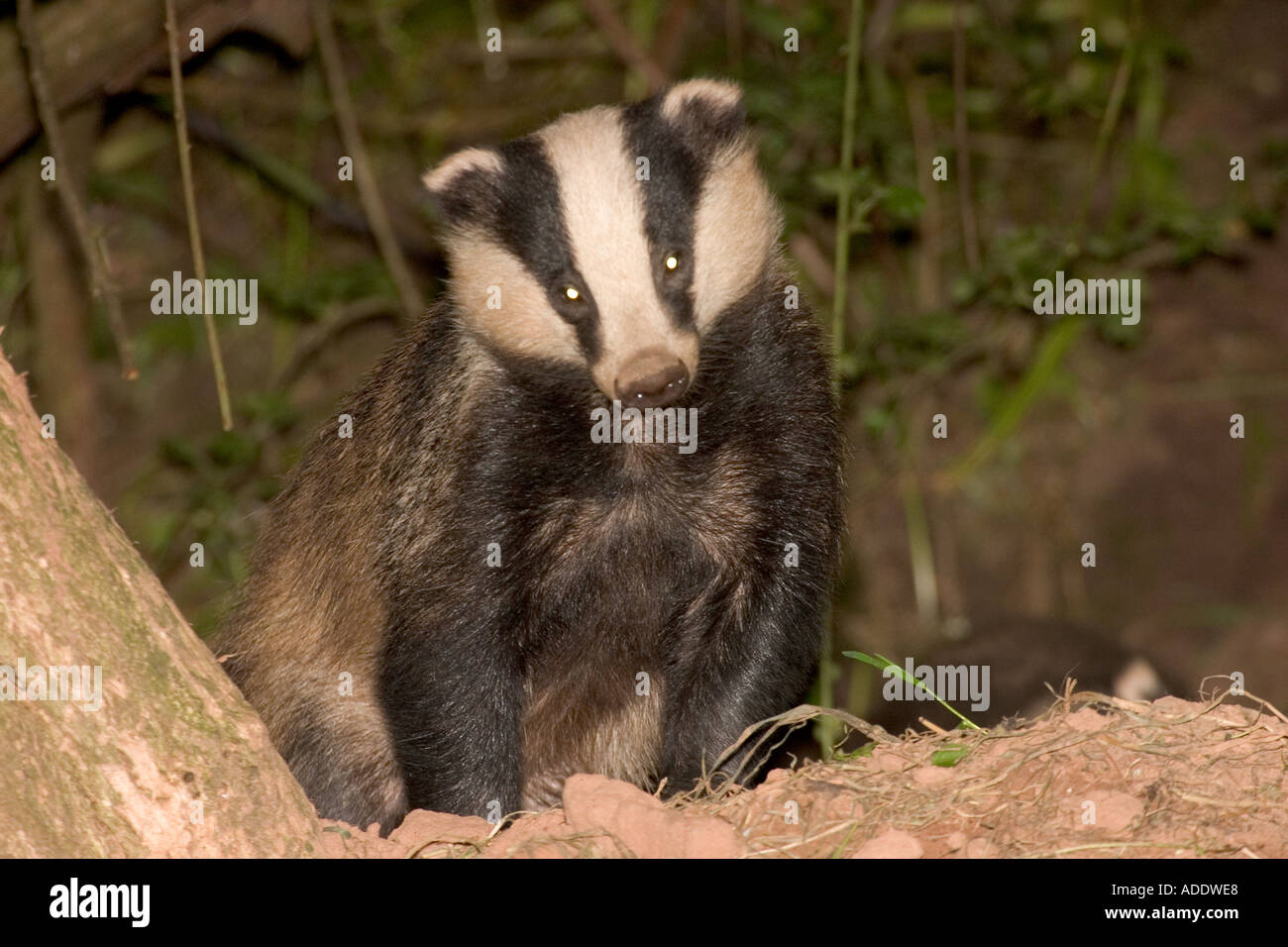 Badger british isles hi-res stock photography and images - Alamy