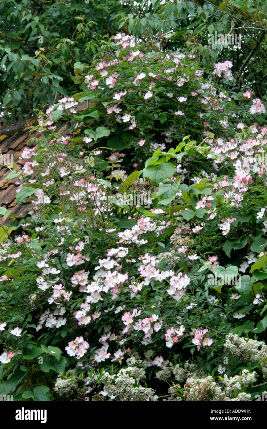 Francis Lester Rose High Resolution Stock Photography and Images - Alamy