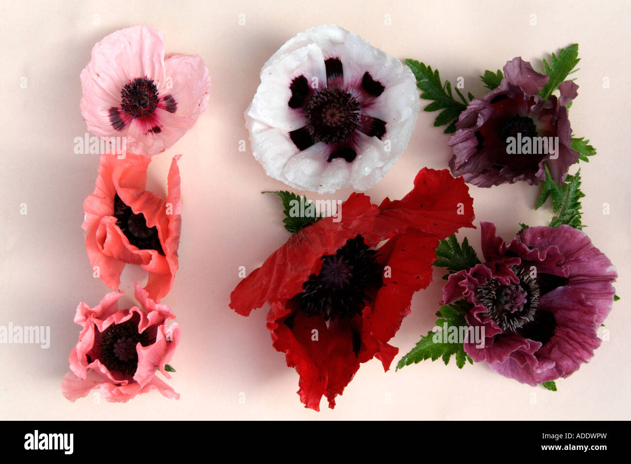 Papaver oriental cultivars Stock Photo - Alamy