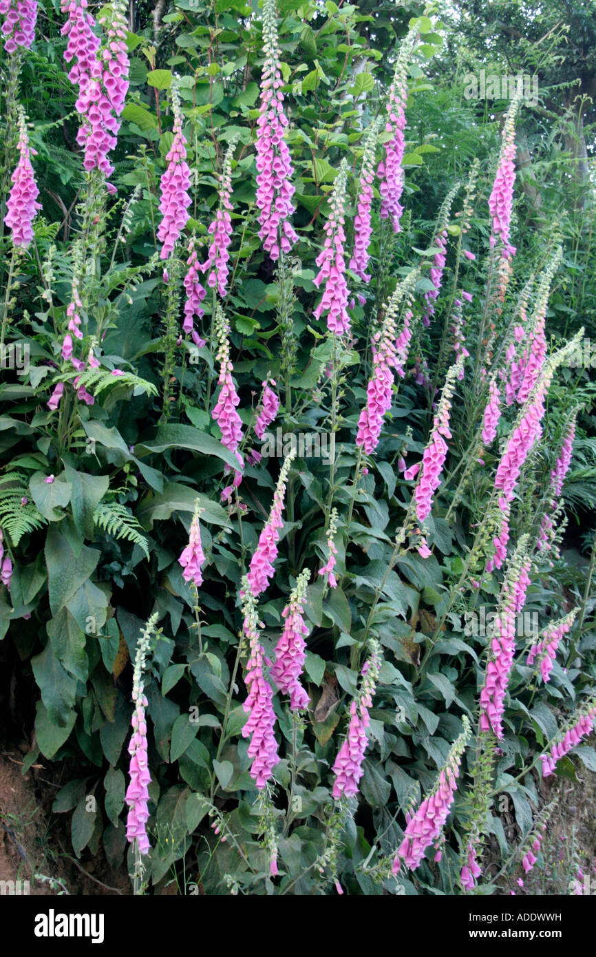 Devon bank flora hi-res stock photography and images - Alamy