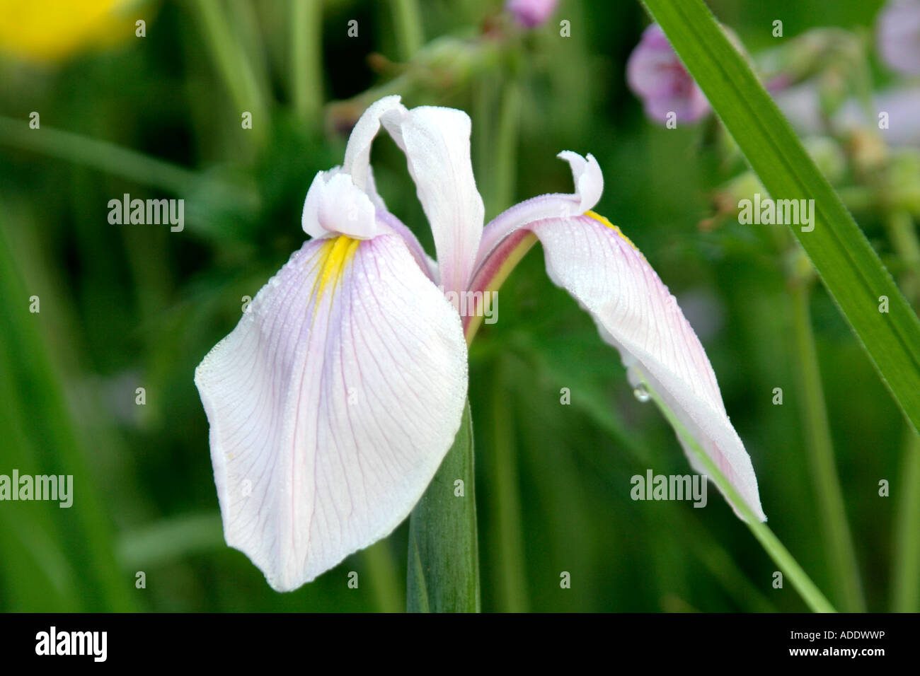 Iris ensata Rose Queen early June Stock Photo - Alamy