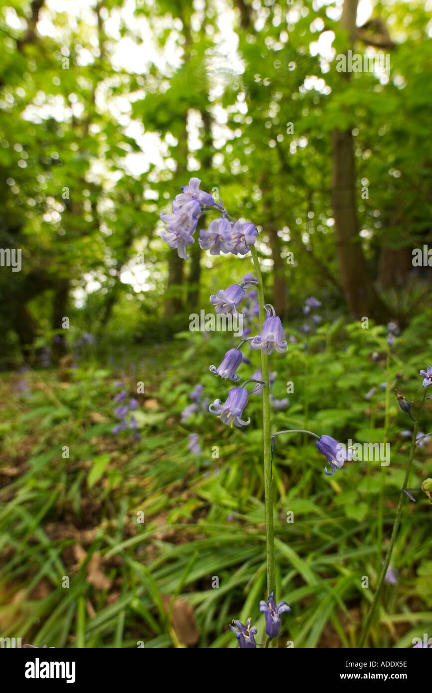 Native English bluebells in woodland Stock Photo - Alamy