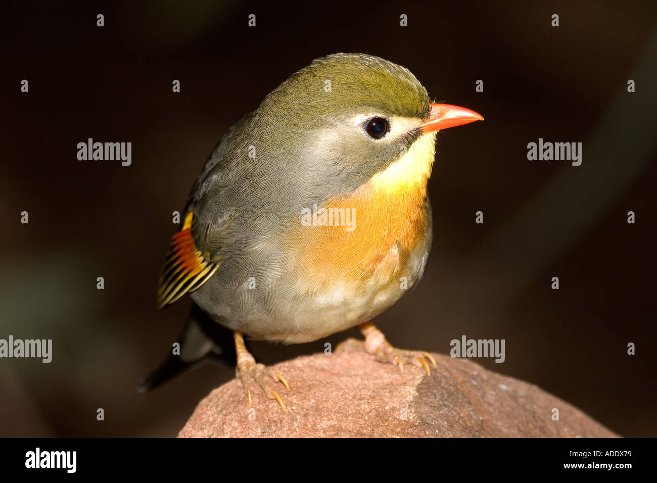 Robin at chester hi-res stock photography and images - Alamy