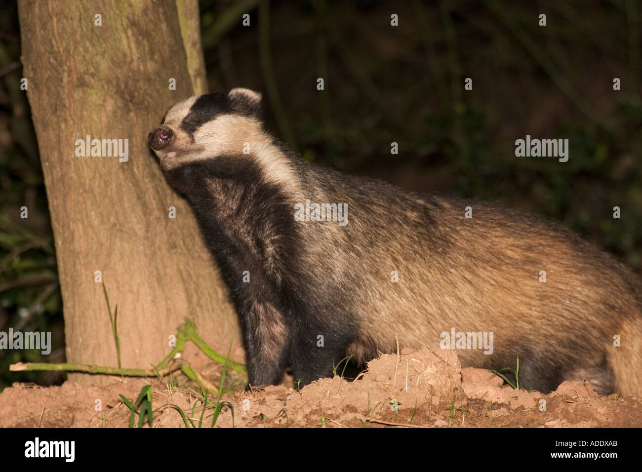 Eurasian badger sniffing hi-res stock photography and images - Alamy