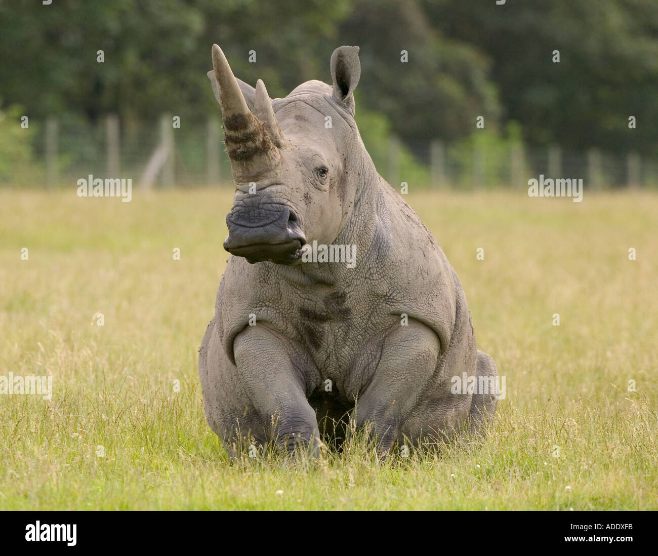 White Rhino Ceratotherium simum Stock Photo - Alamy