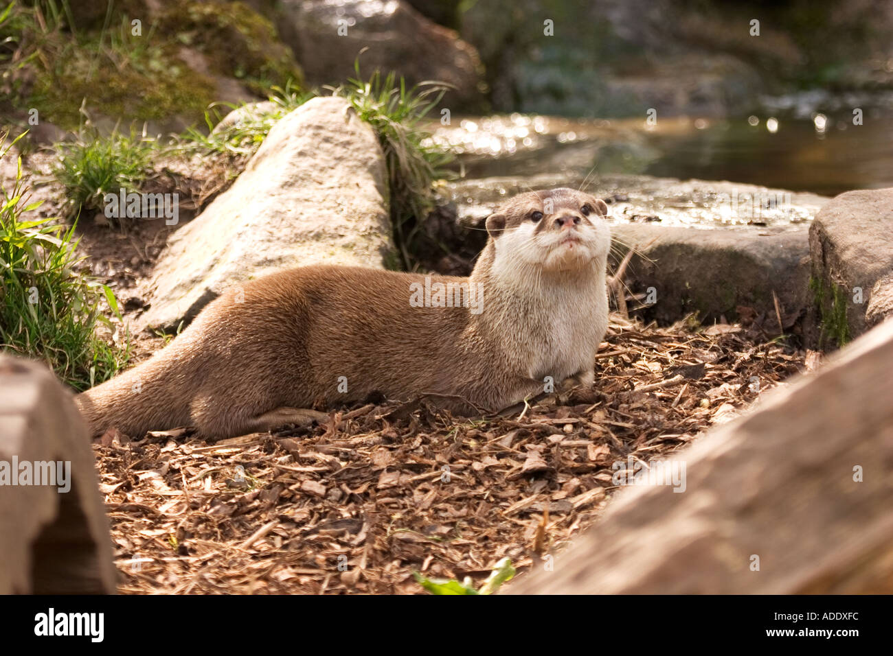Chester zoo asian short clawed otter hi-res stock photography and ...