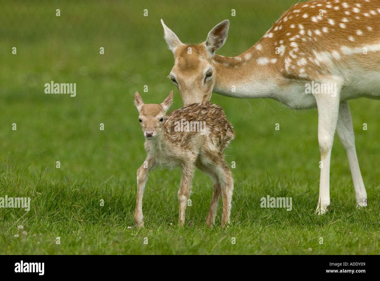 Fallow Deer Dama dama Stock Photo - Alamy