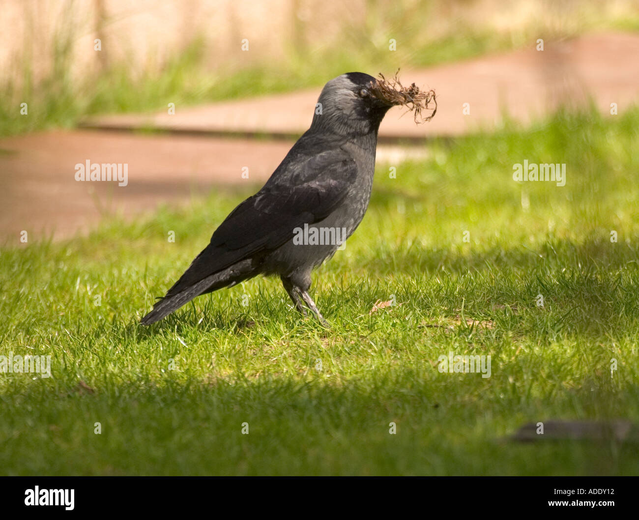 Jackdaw building nest hi-res stock photography and images - Alamy