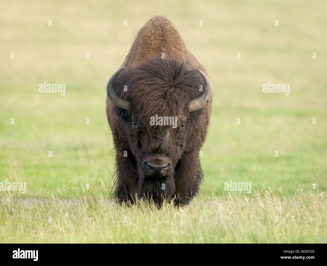 Strong bison hi-res stock photography and images - Alamy