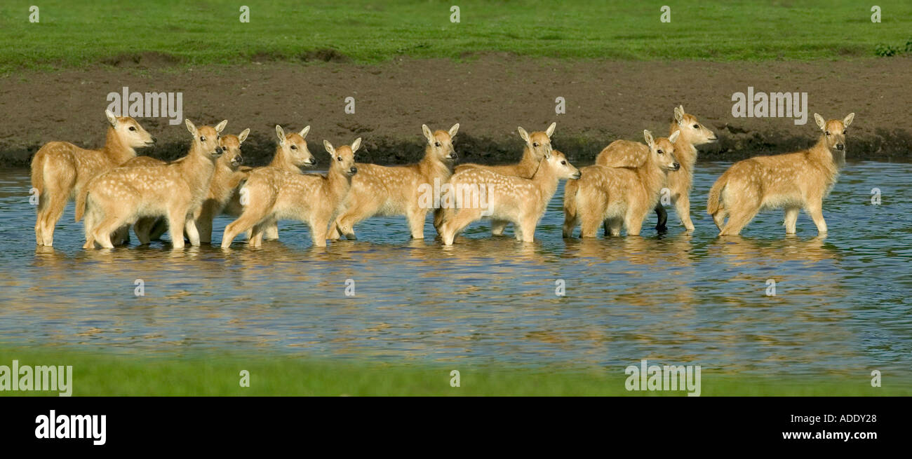 Pere david deer china hi-res stock photography and images - Alamy
