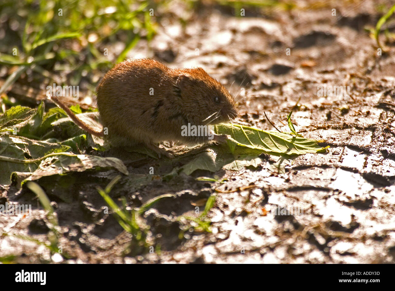 Bank vole feeding hi-res stock photography and images - Alamy