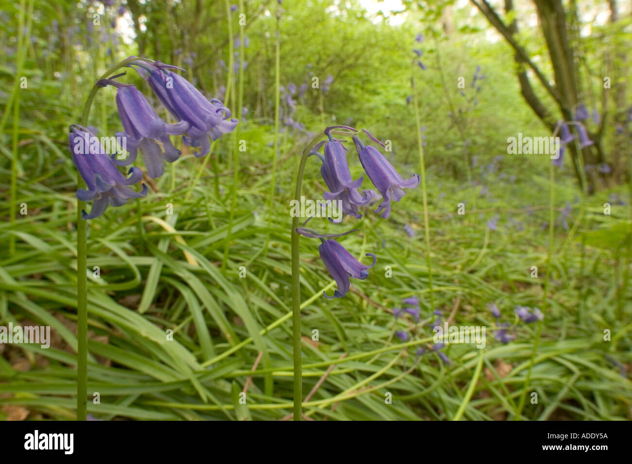 Native English bluebells in woodland Stock Photo - Alamy