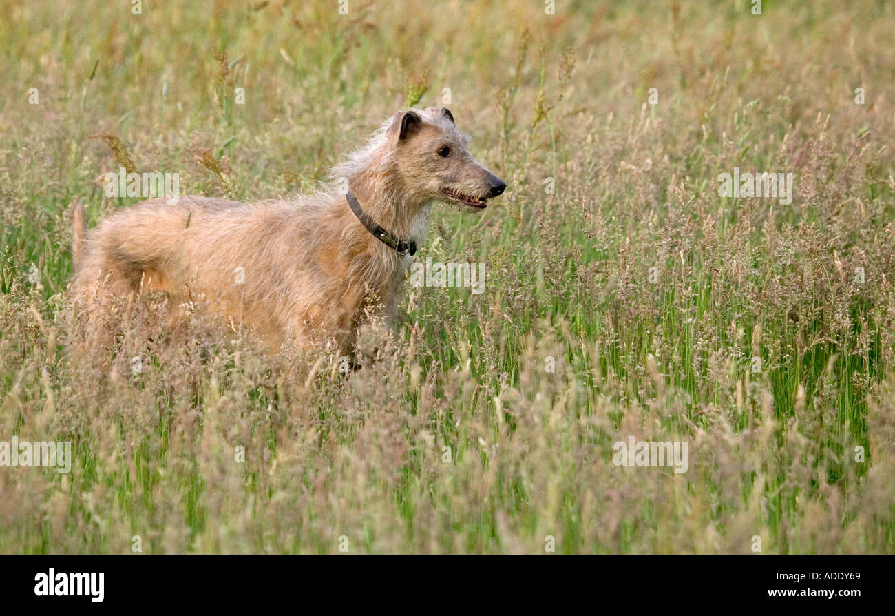Lurcher hunting hi-res stock photography and images - Alamy