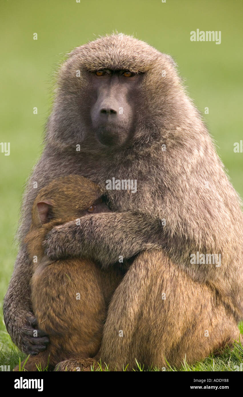Baboon Papio anubis Stock Photo - Alamy