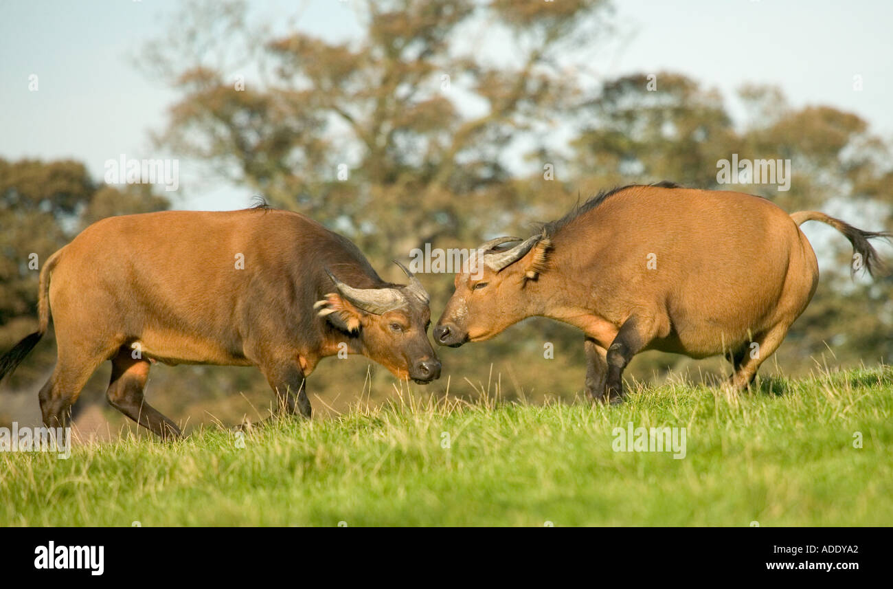 Captive forest buffalo hi-res stock photography and images - Alamy