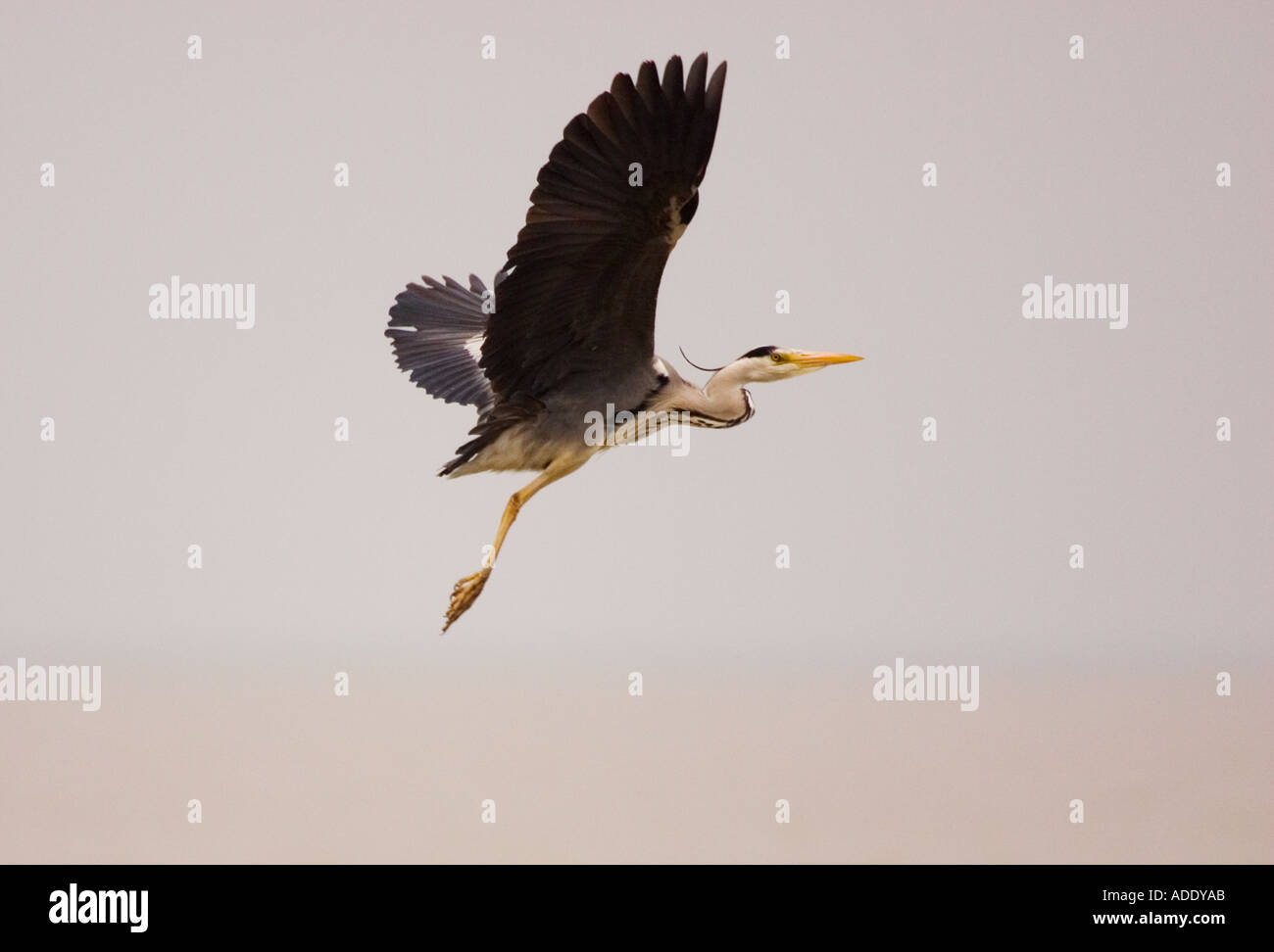 Heron flying england hi-res stock photography and images - Alamy