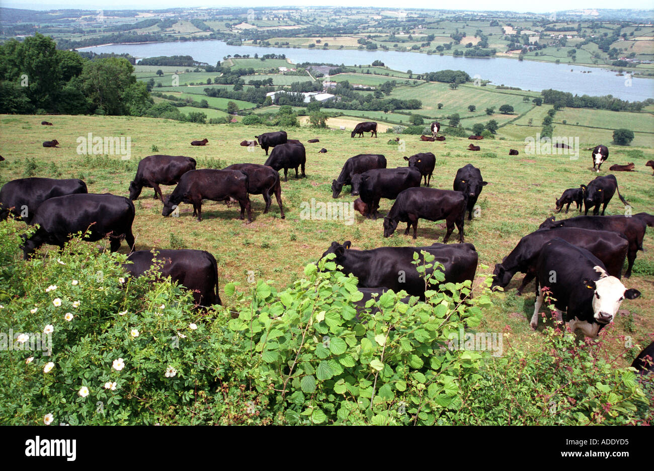 Farmer feeding bulls hi-res stock photography and images - Alamy