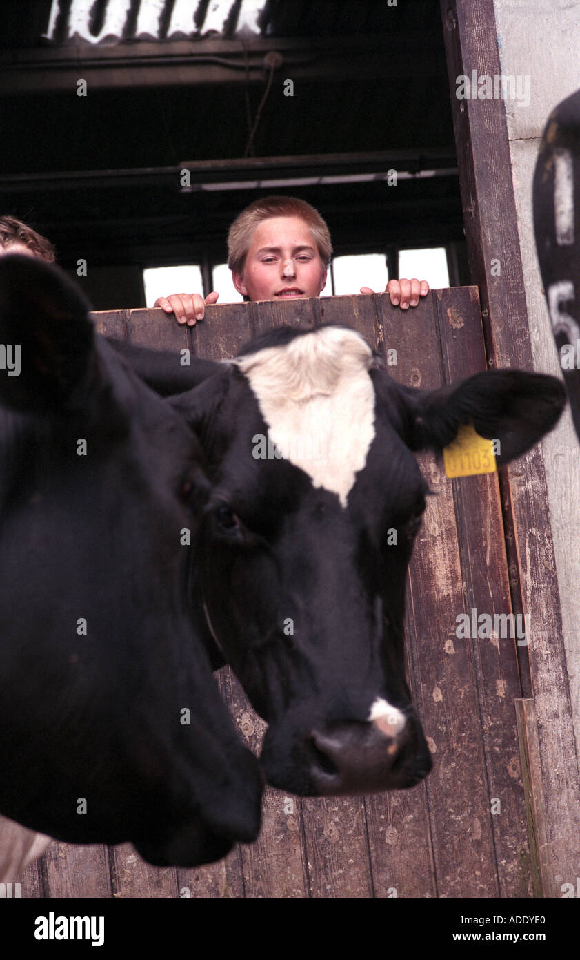 Farmer feeding bulls hi-res stock photography and images - Alamy