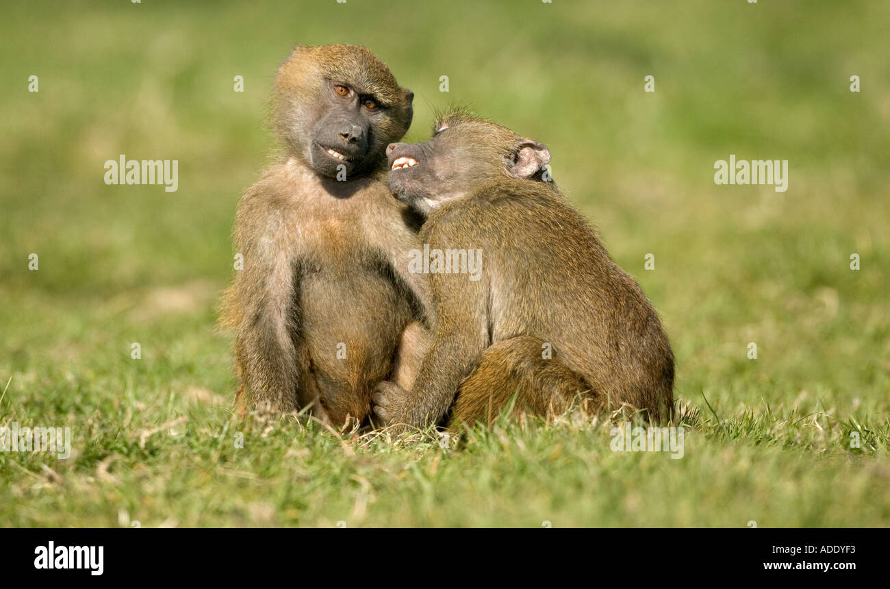 Baboon Papio anubis Stock Photo - Alamy
