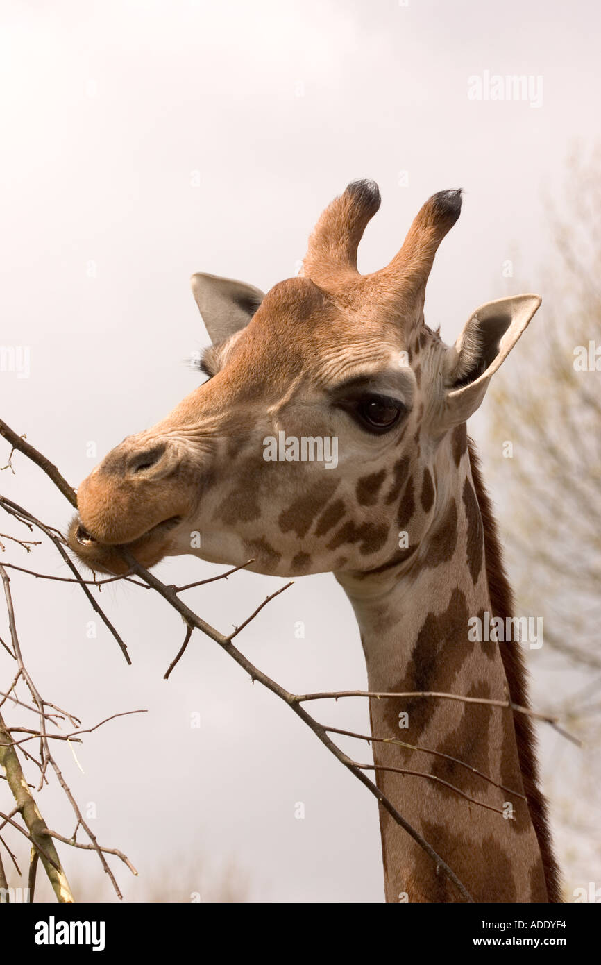 A feeding giraffe Stock Photo - Alamy