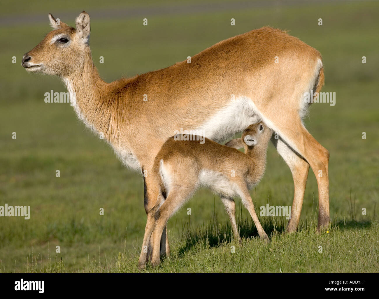 Young Kafue Lechwe High Resolution Stock Photography and Images - Alamy
