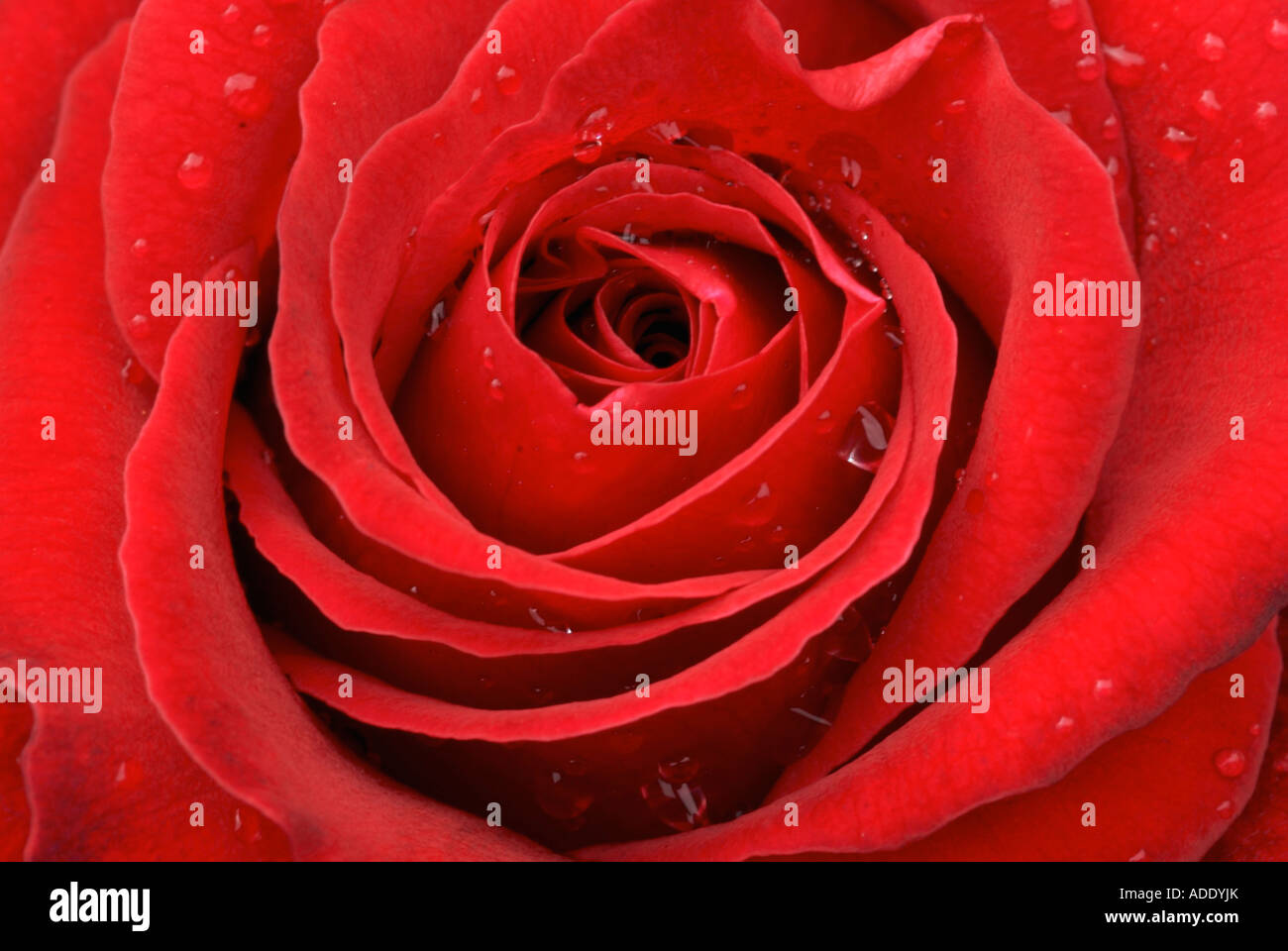 Rose and rain hi-res stock photography and images - Alamy