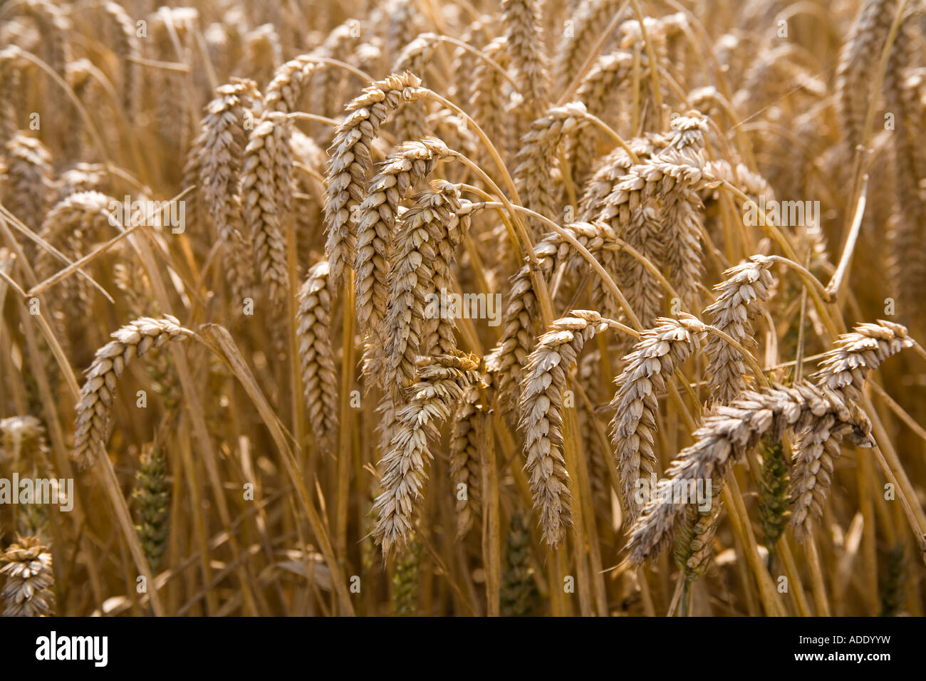 Wheat field, Kent, England. UK Stock Photo - Alamy Wheat field, Kent, England. UK Stock Photo - Alamy