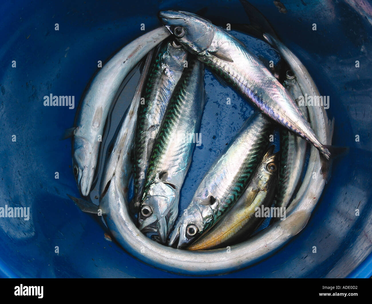 Fish in a blue bucket Brittany France Stock Photo - Alamy