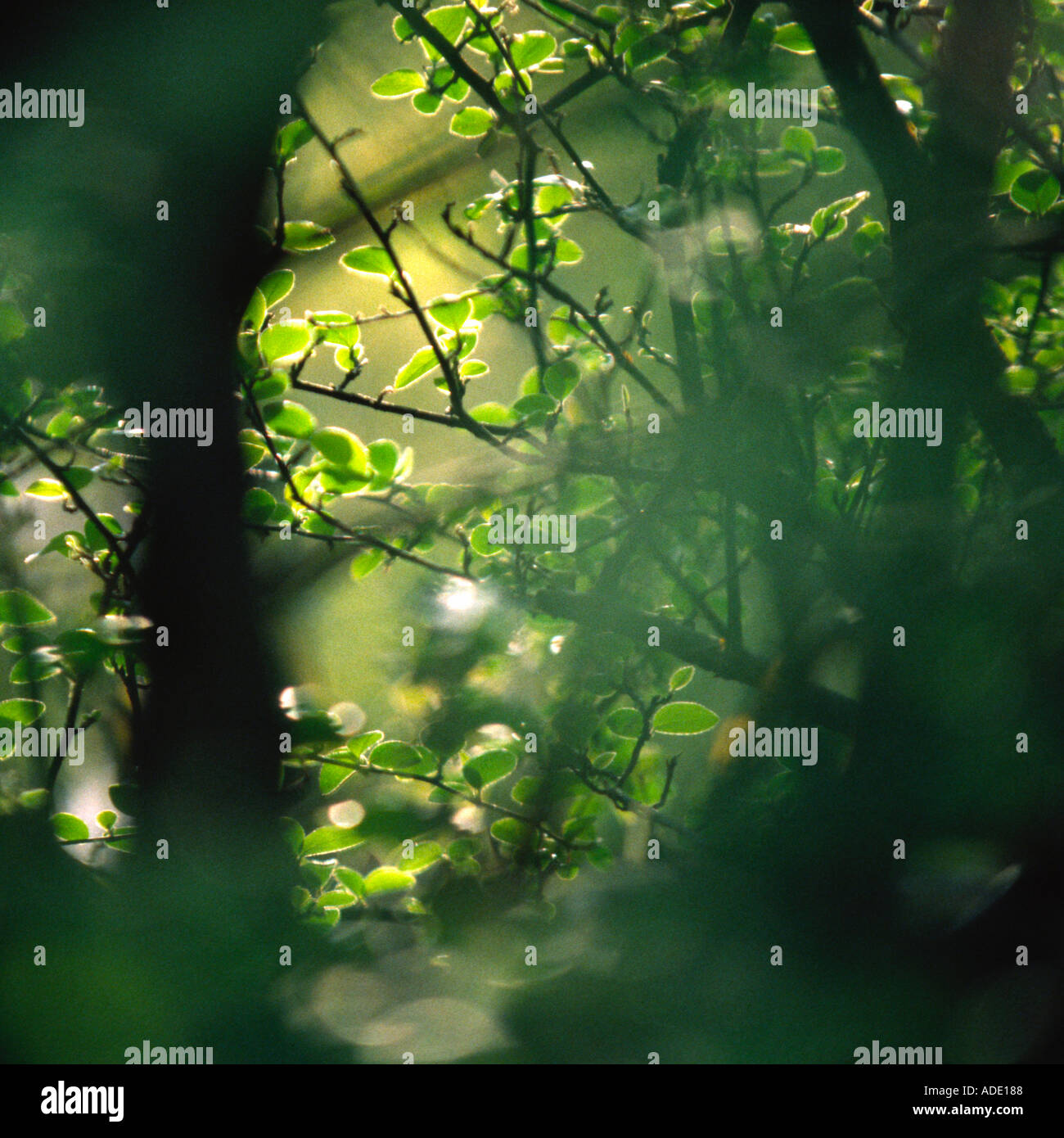 Photo copyright Pete Millson 020 8888 4440 UK Backlit leaves through ...