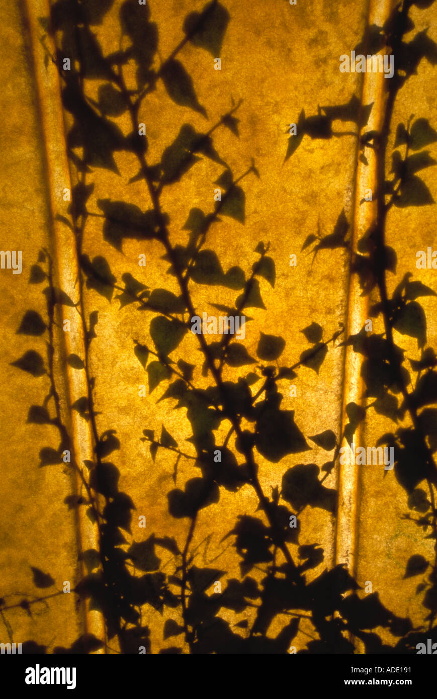 Photo copyright Pete Millson 020 8888 4440 UK Brambles in sihouette ...