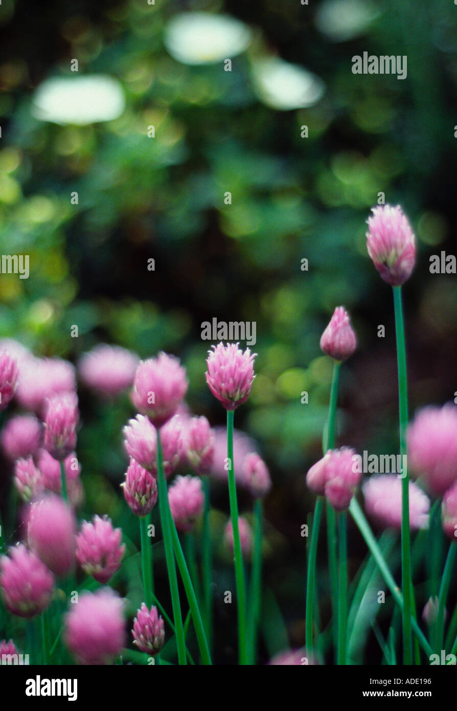 Photo copyright Pete Millson 020 8888 4440 UK Flowering Chives Stock ...