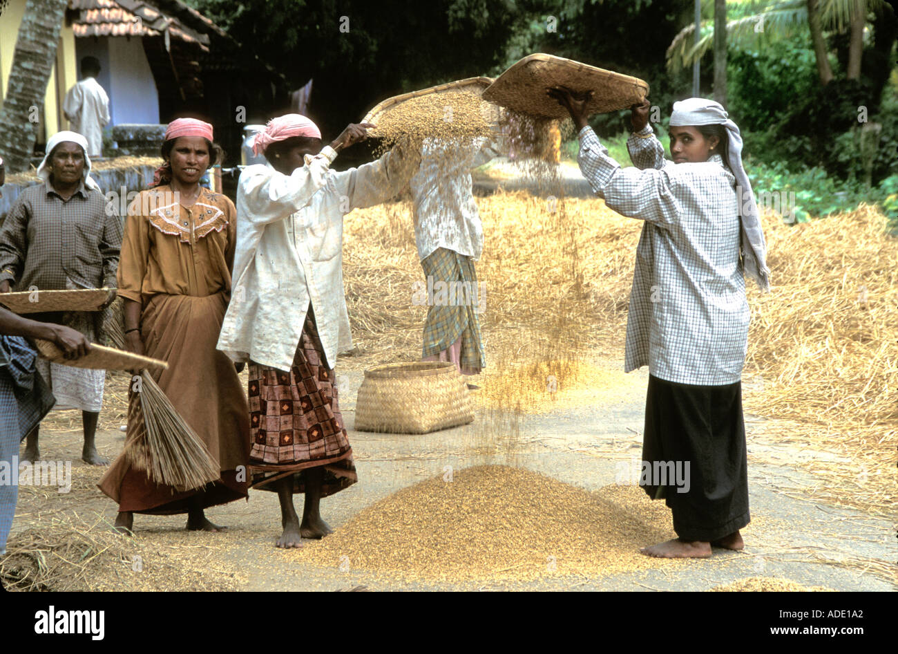 Women sift rice from basket outside of Palakkad Kerala India Stock ...