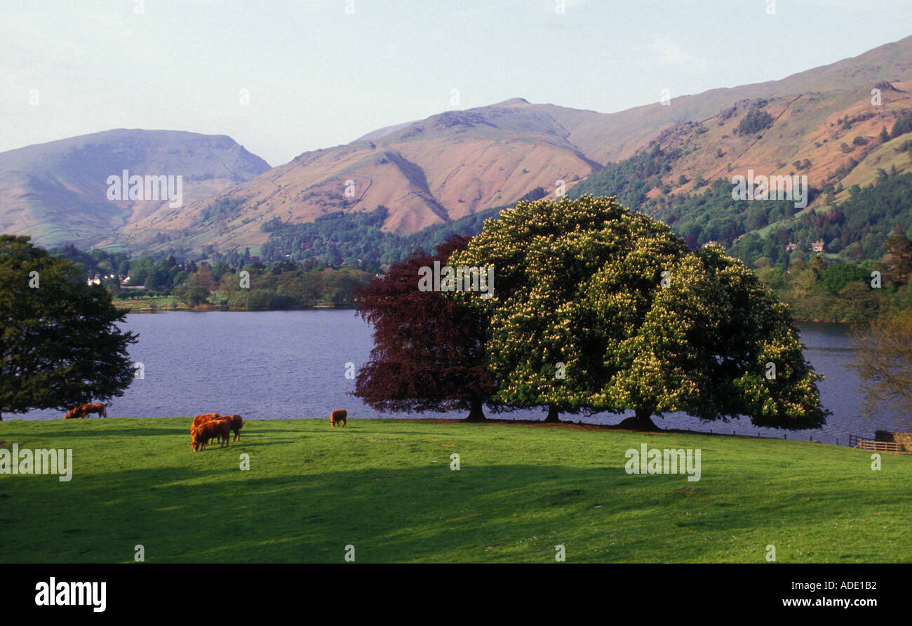 England Lake District Lake Grasmere cows in pasture Stock Photo - Alamy