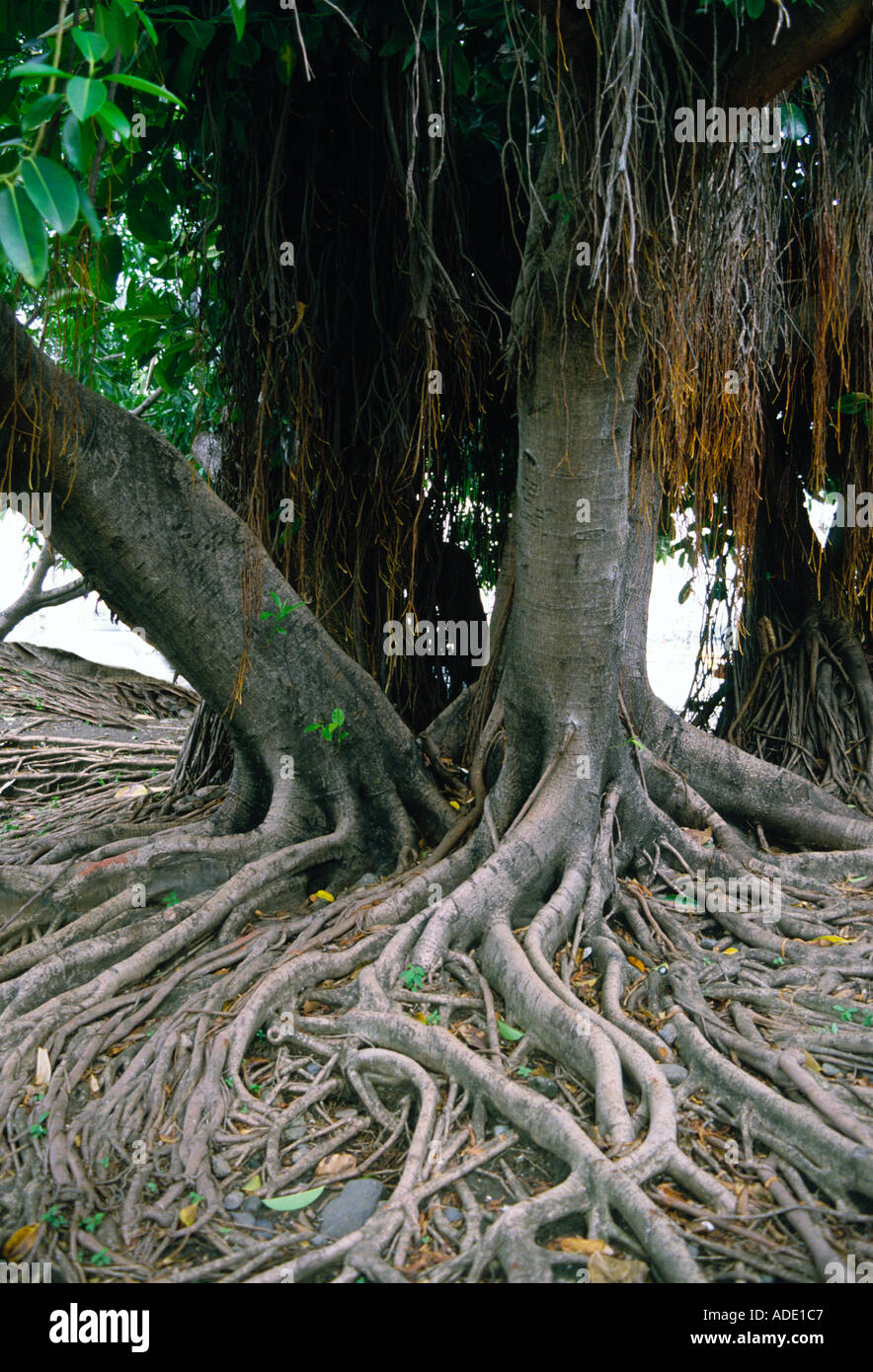 Tree roots tahiti hi-res stock photography and images - Alamy