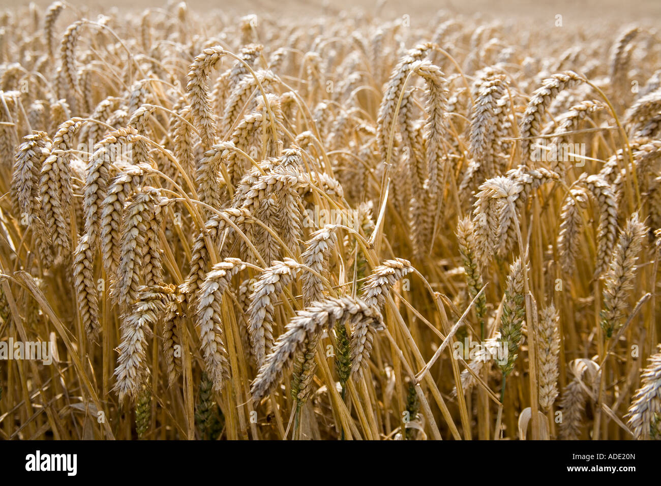 Wheat field, Kent, England. UK Stock Photo - Alamy