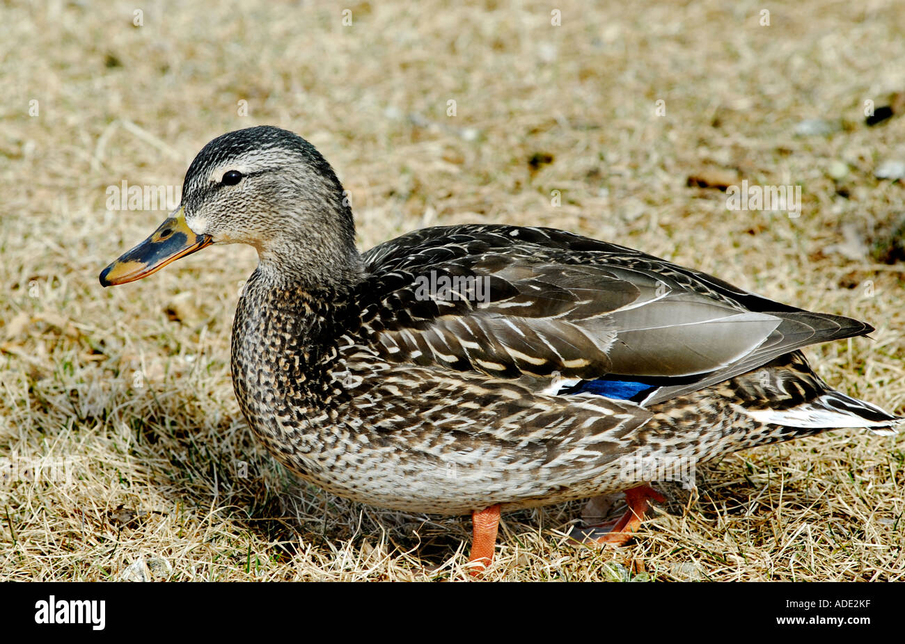 Mallard duck grass hi-res stock photography and images - Alamy
