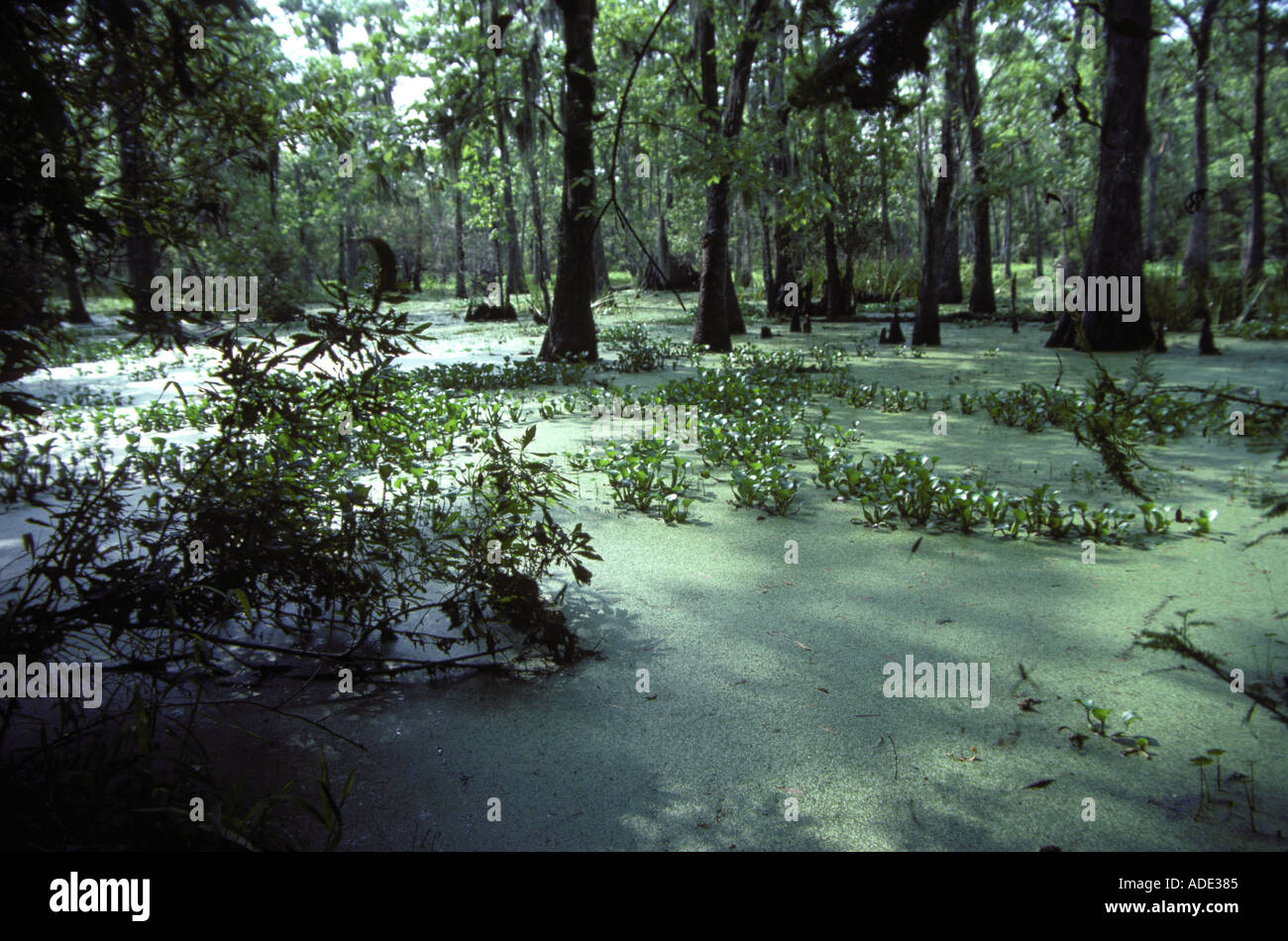 Louisiana swamp fog hi-res stock photography and images - Alamy