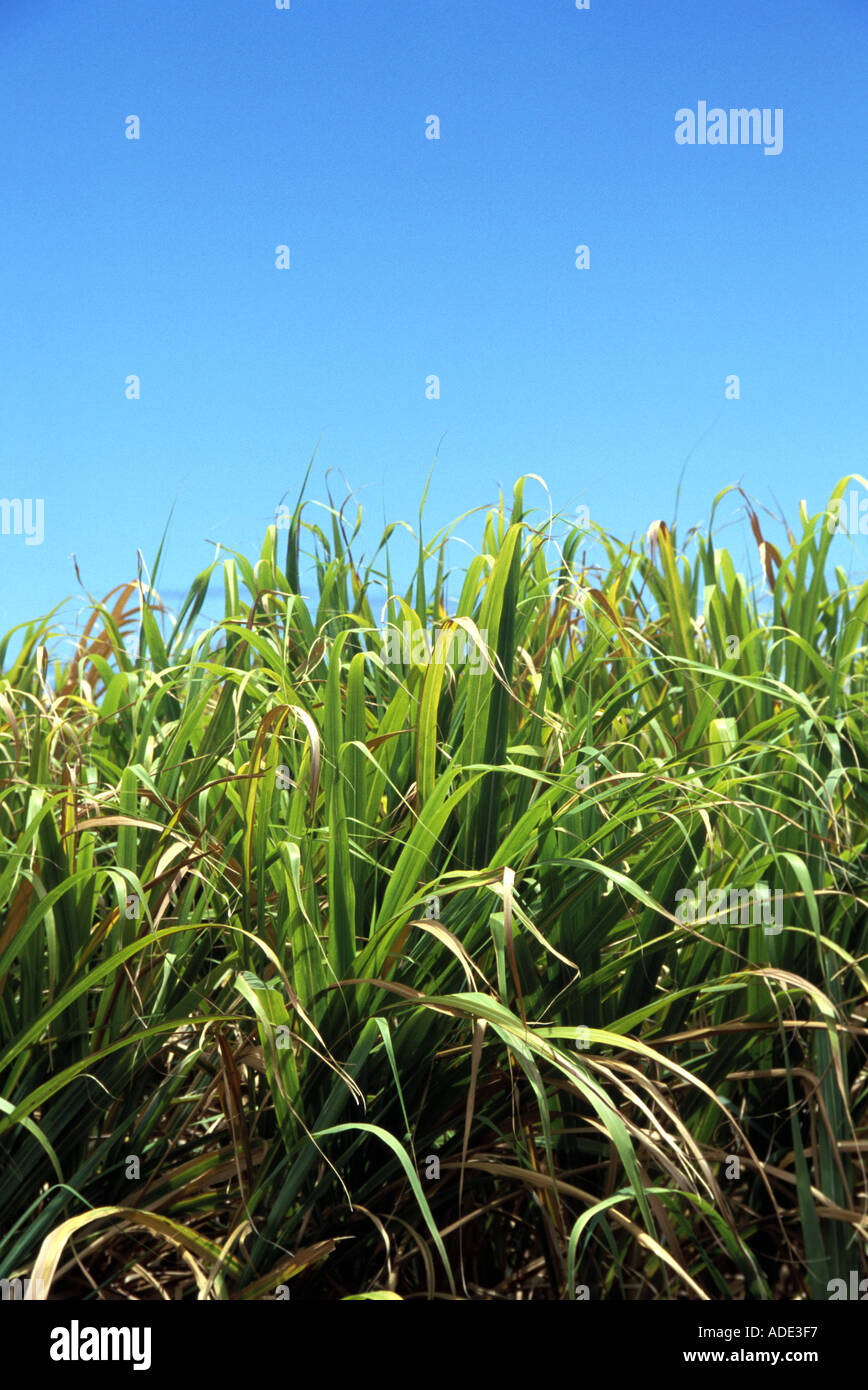 Sugar Cane Field Stock Photo - Alamy