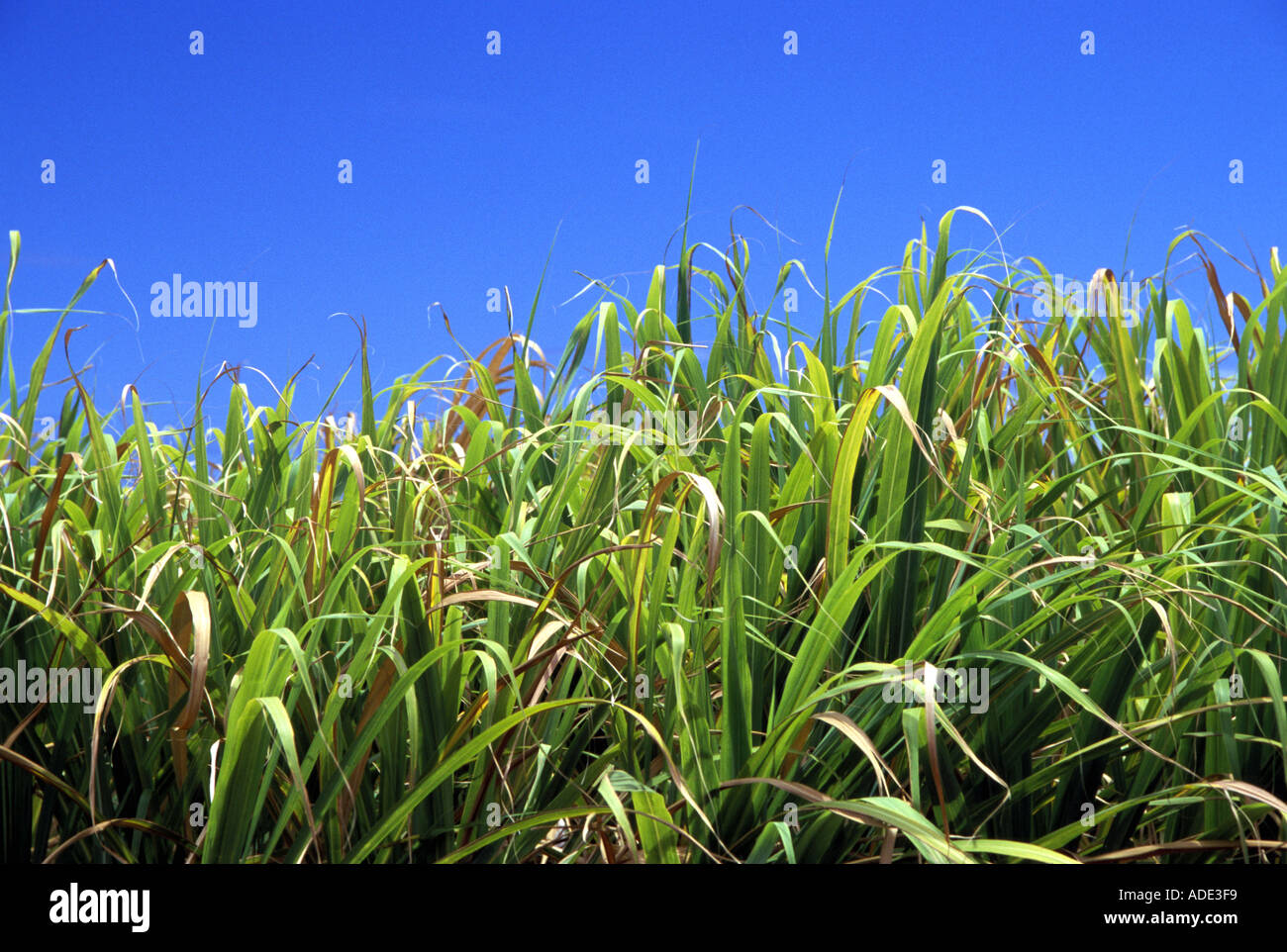 Cutting sugar cane mauritius hi-res stock photography and images - Alamy