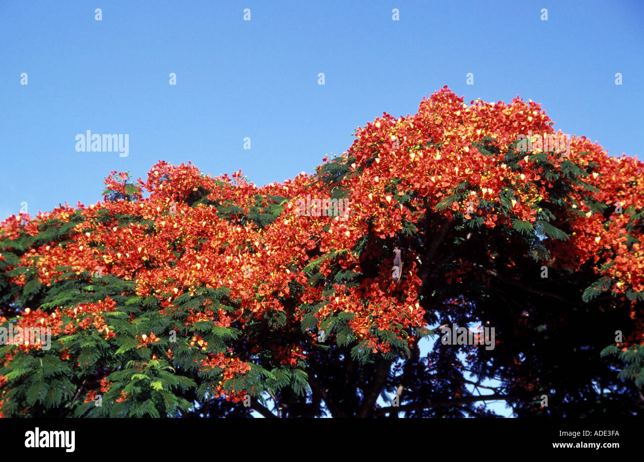 Bougainvillea Tree Mauritius Island Stock Photo - Alamy