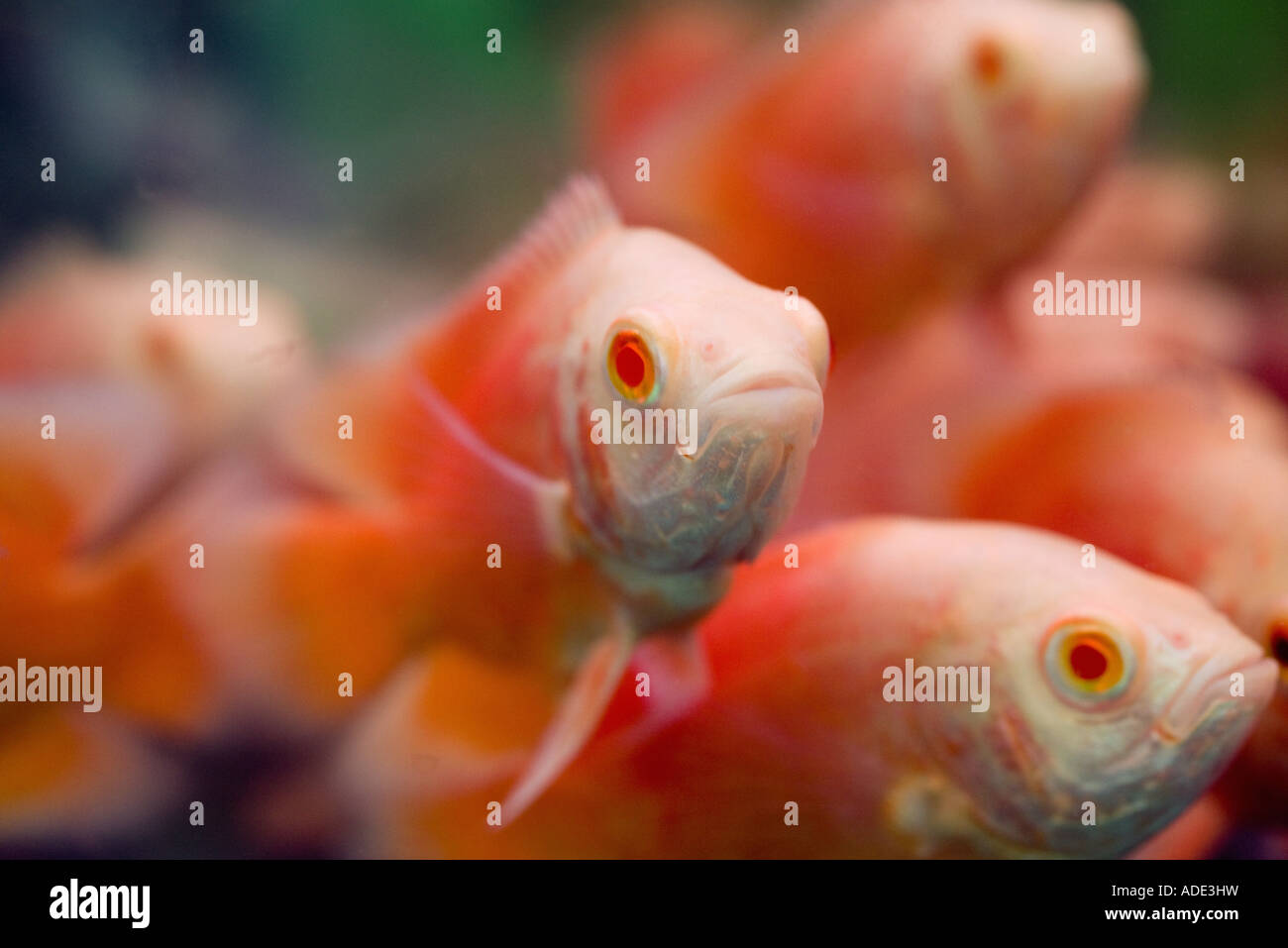 Fish without eyes hi-res stock photography and images - Alamy