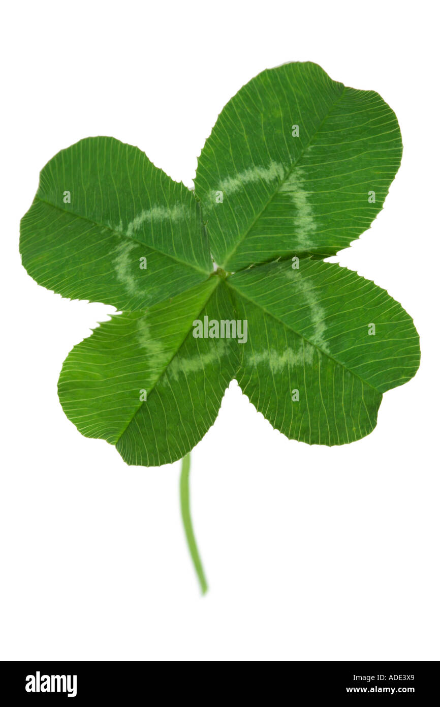 four leaf clover shamrock Stock Photo - Alamy