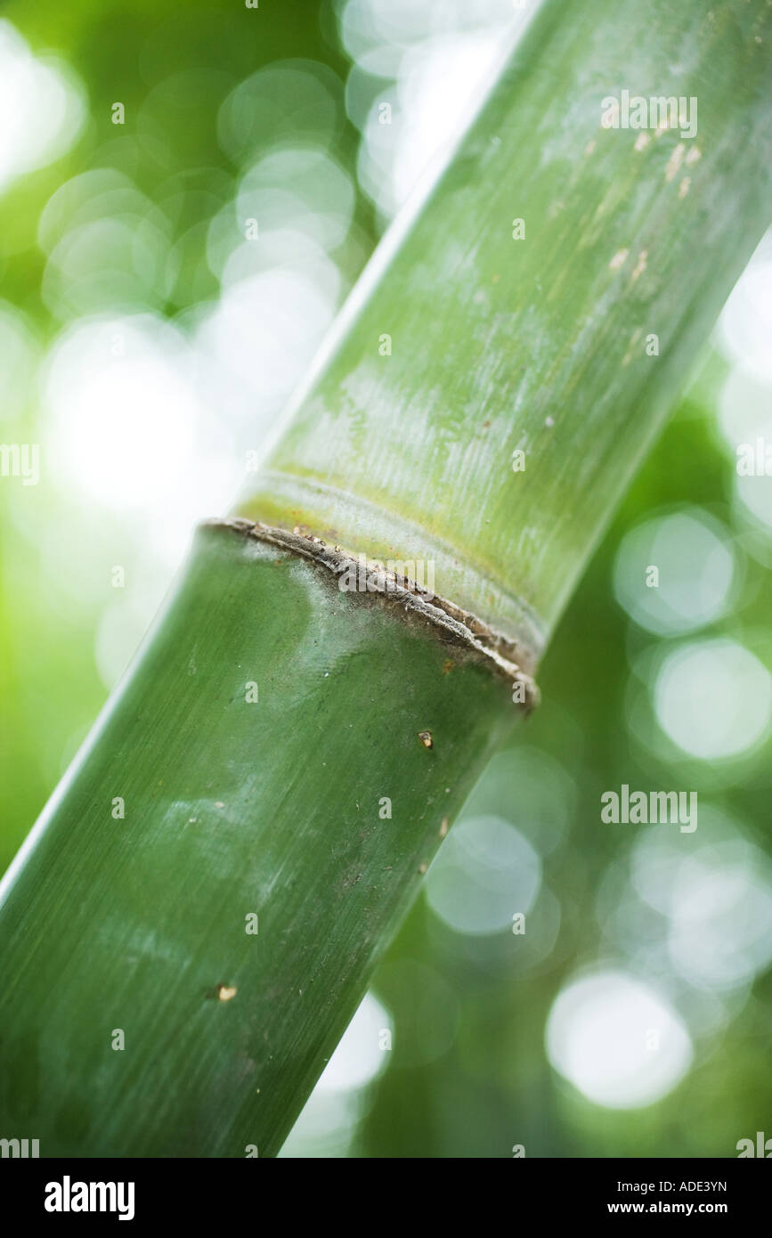 Bamboo like stems hi-res stock photography and images - Alamy