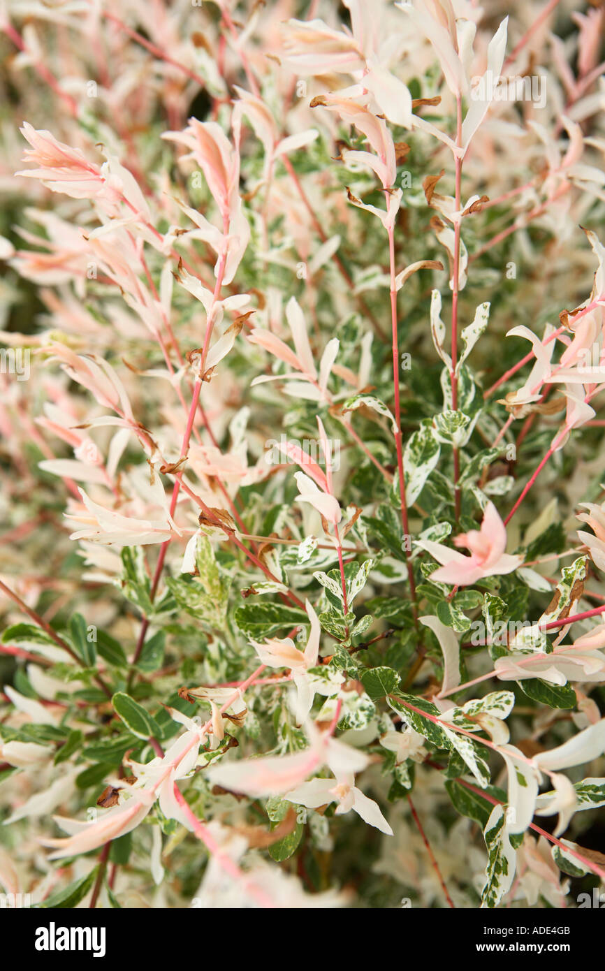 Genus salix hi-res stock photography and images - Alamy