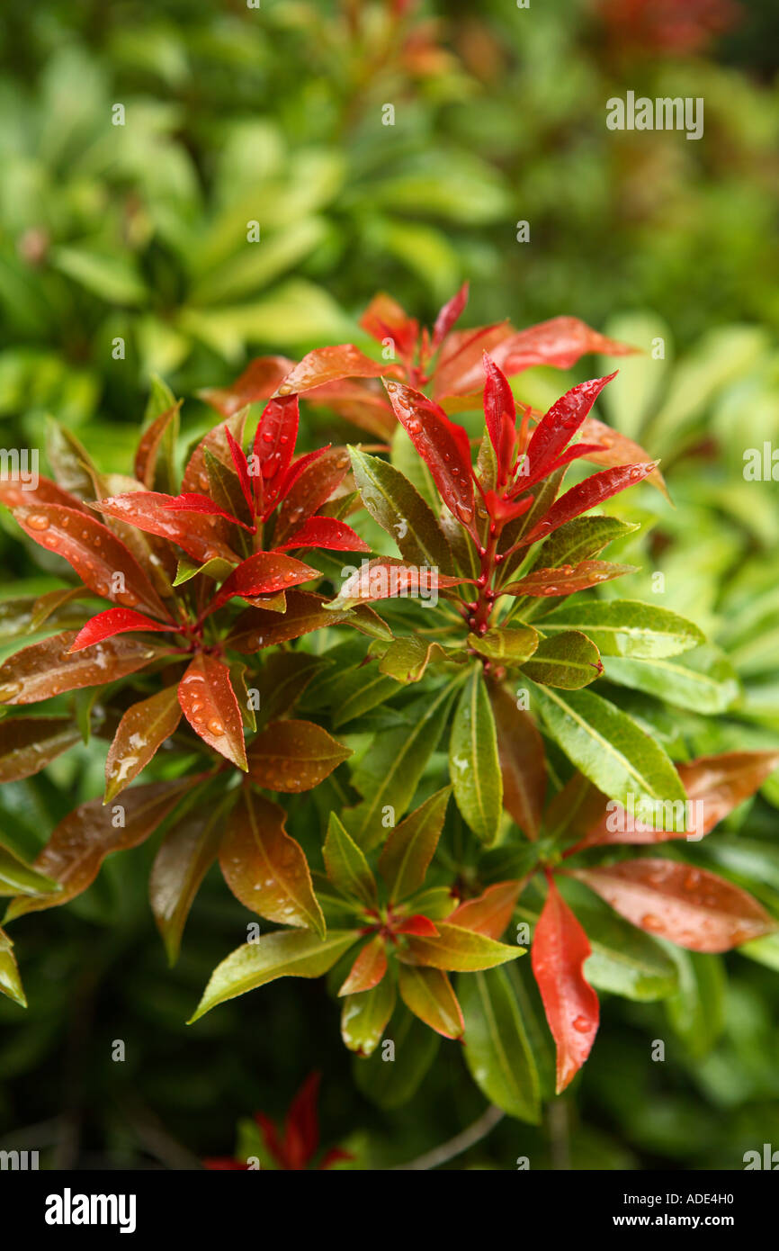 Pieris genus hi-res stock photography and images - Alamy