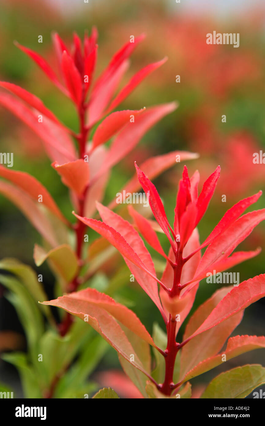 Pieris genus hi-res stock photography and images - Alamy