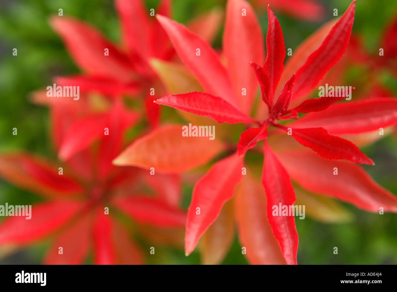 Pieris japonica Mt. Fire Stock Photo - Alamy